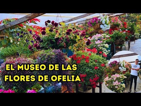 Tour por el hermoso jardín de doña Ofelia: "Antes conocido como el museo de las flores" | AP
