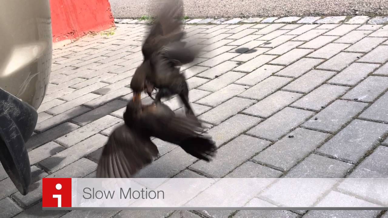 2 blackbirds fight