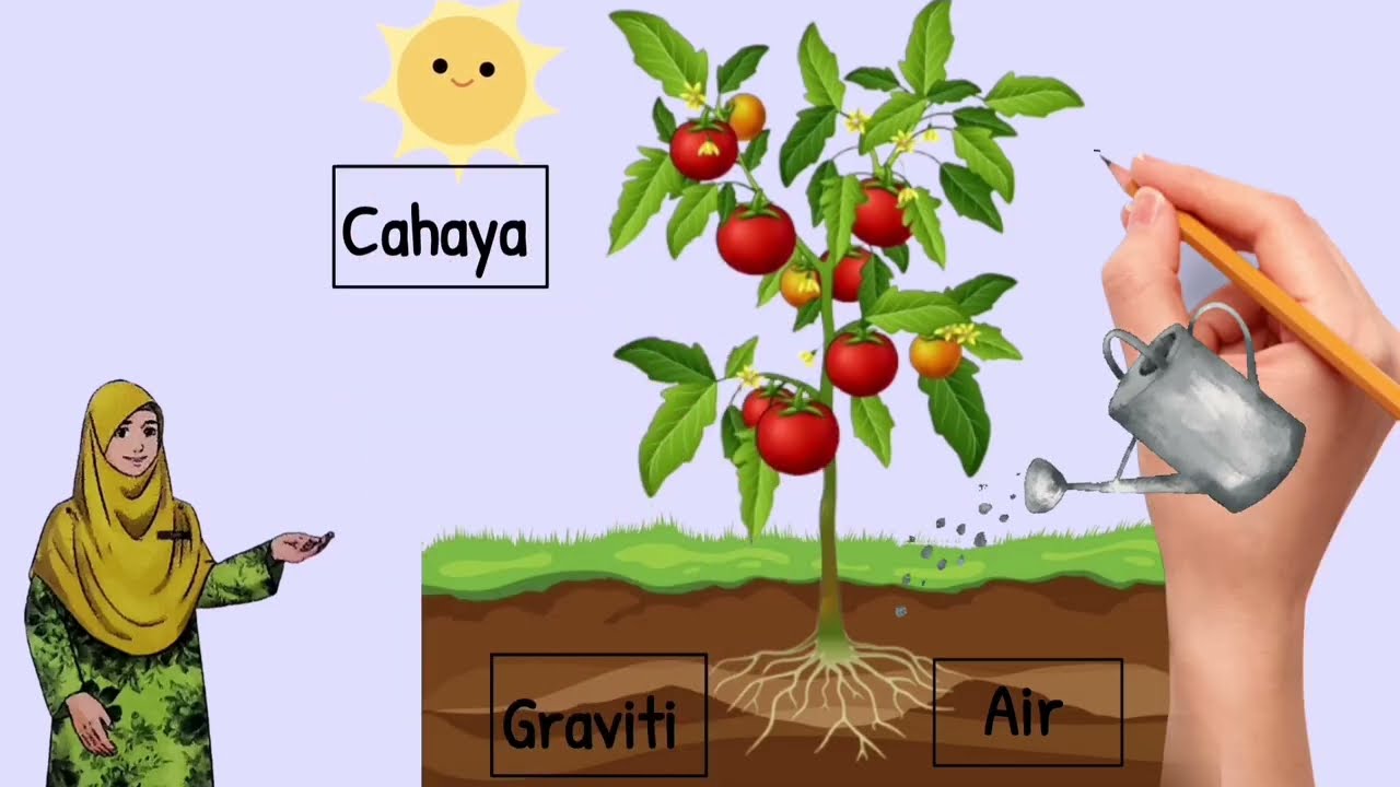 SAINS TAHUN 4 : TUMBUH-TUMBUHAN (Gerak Balas Tumbuh-tumbuhan)