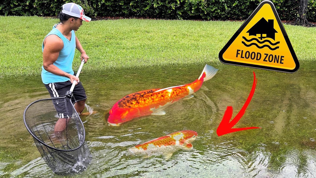 Saving Fish From FLASH FLOOD!