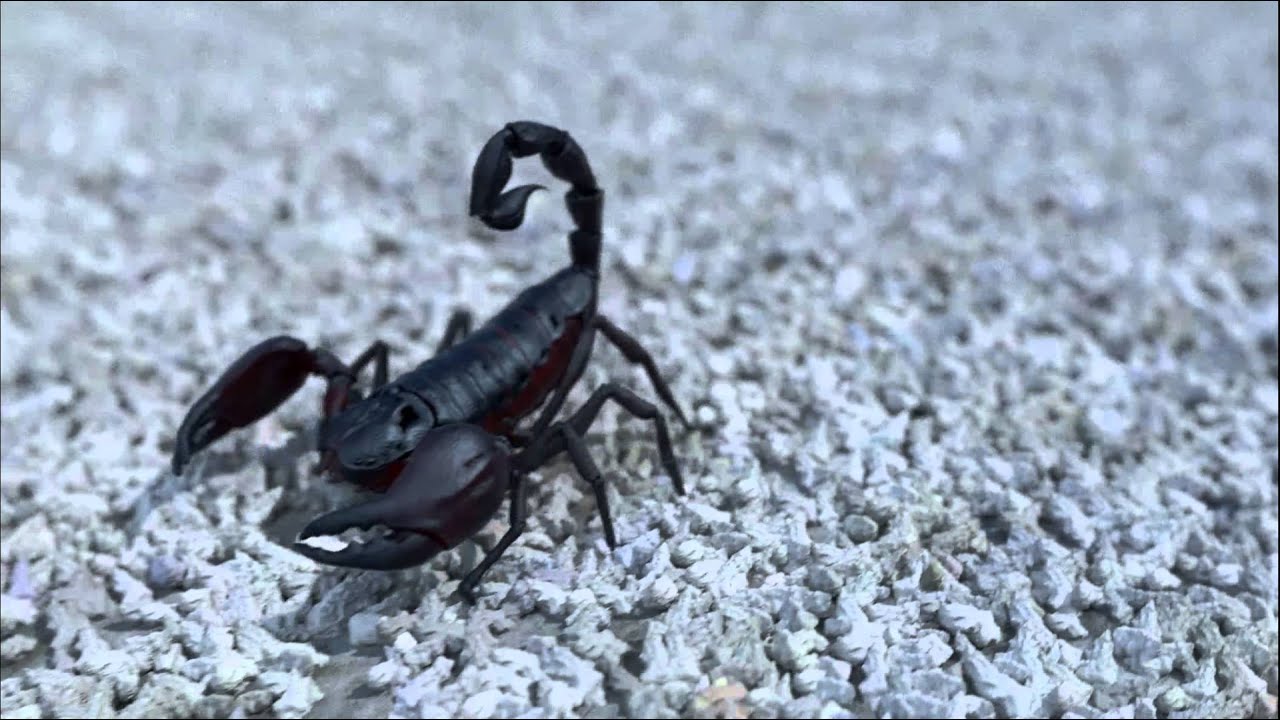 CG scorpion walk cycle test