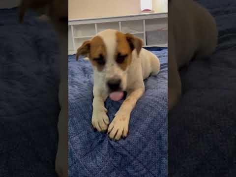 Dog for adoption - tristin, a Catahoula Leopard Dog & Beagle Mix in ...