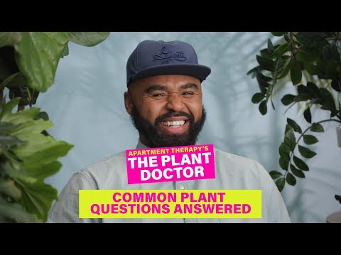 Common Plant Questions Answered | The Plant Doctor | Apartment Therapy