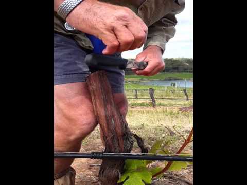 Vine Grafting