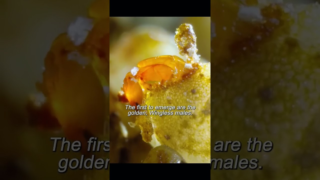 Nature’s Perfect Partners: The Story of Figs & Wasps! 🌎✨ #wildlifedocumentary #viralnature