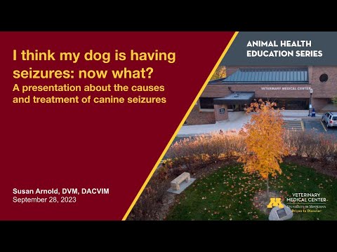 I think my dog is having seizures: now what?
