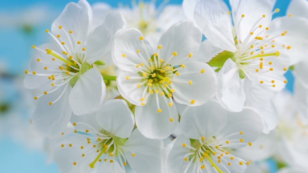 Guided Meditation: Creating Your Personal Shield