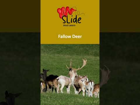 🇦🇮 Anguilla’s national animal is the Fallow Deer 🦌