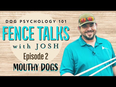 Why is my dog so mouthy? Dog behaviorist explains how dogs use their mouths!