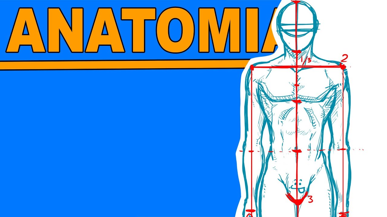 TUTORIAL - Disegnando L'ANATOMIA - Il corpo Maschile (pt. 1)
