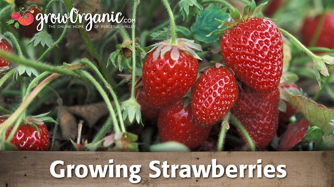 How to Grow Organic Strawberries