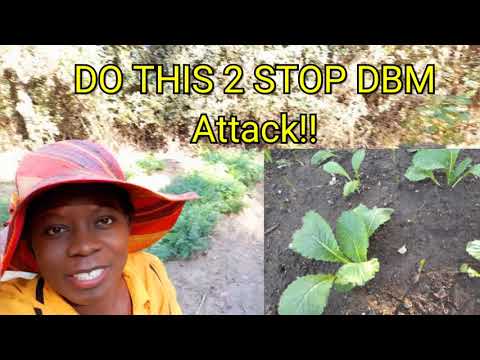 SHEDWARS21: Grow Chinese Cabbage Companion planting STOP Pest damage (Diamondback Moth) + Aphids