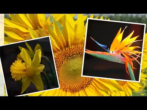 Top 25 Most Beautiful Yellow Flowers