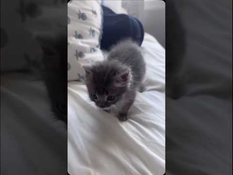 Meet the Cutest Kittens: Binx and Simon!! – Frost Fund