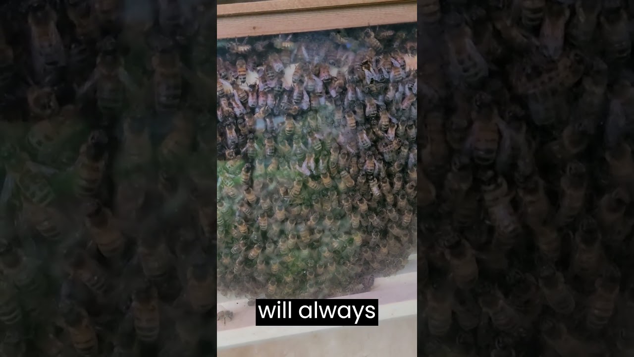 🐝 Late Honeybee Swarm Introduced in a Two Hive #BEEcosystem Setup #shorts