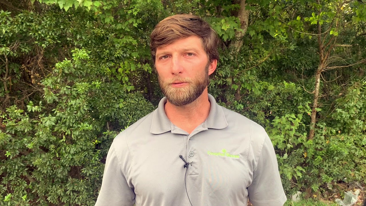 Sunshine Ligustrum Fall Problem Areas