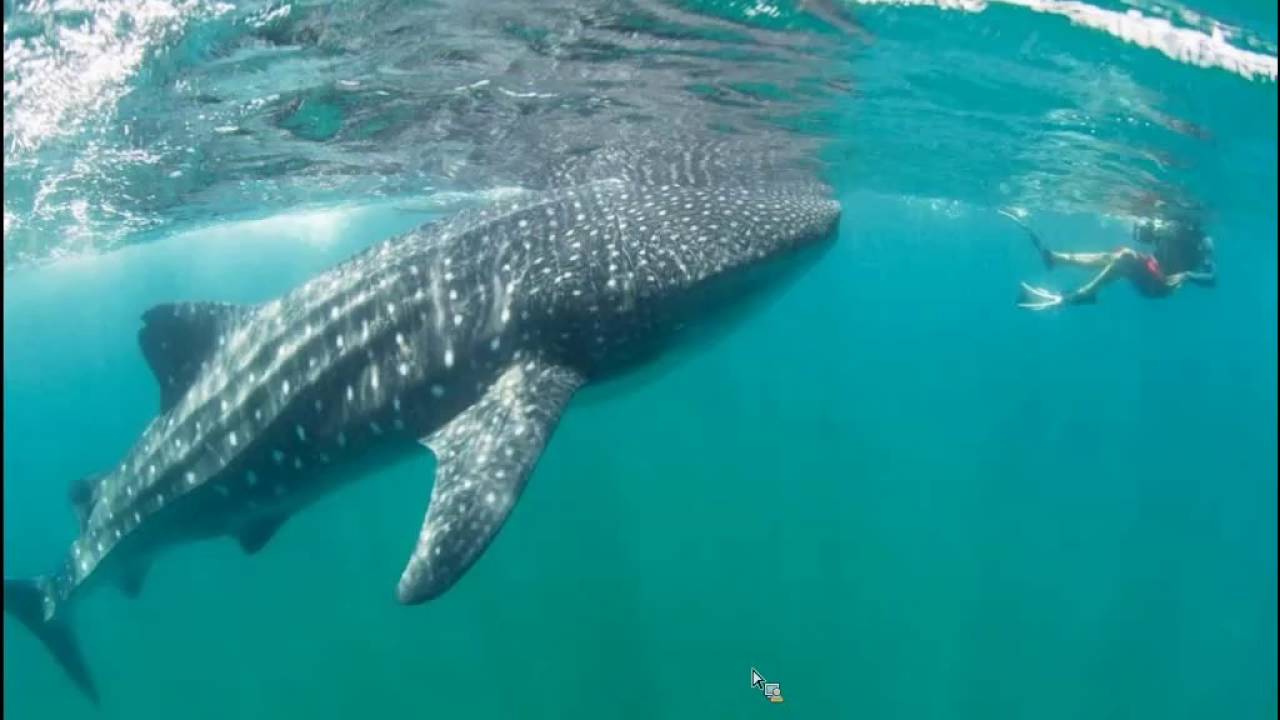 Huntington's Disease Pathogenesis: From Mechanistic Insights to Therapeutic Opportunities