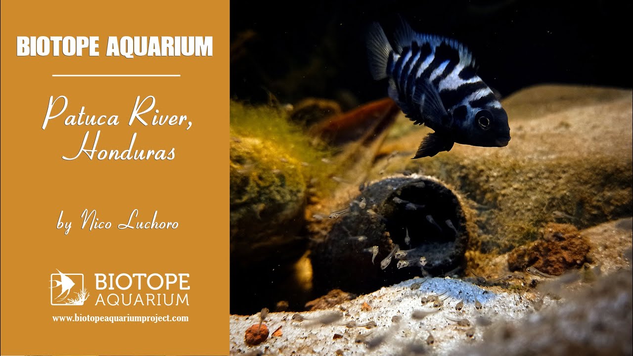 Patuca River, Honduras - BAP