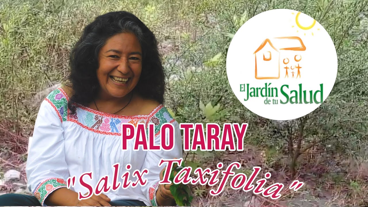 #3: Palo TARAY 
