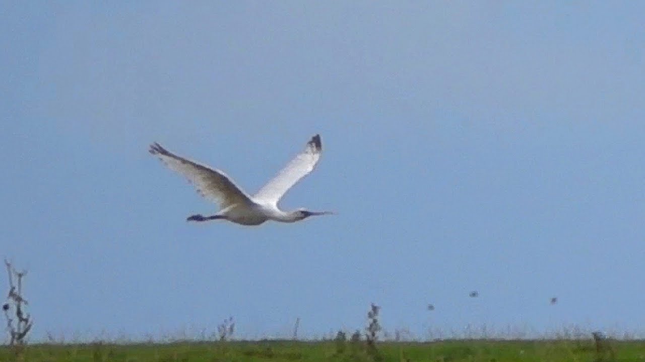 Spoonbills Flying @ RSPB Frampton Marsh - 2019 - 08