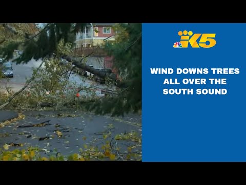 Wind downs trees all over the south sound