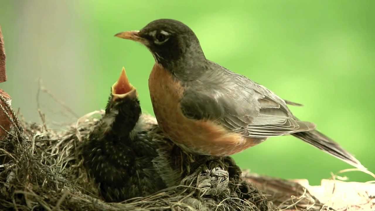 Mother bird feeding worms to cute baby Robin. Canon 5D II.