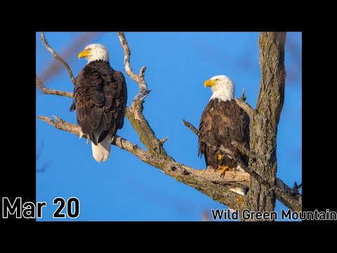 Eagles Nesting Raise 2 Eaglets - Slideshow 50 photos. Ferrisburgh VT