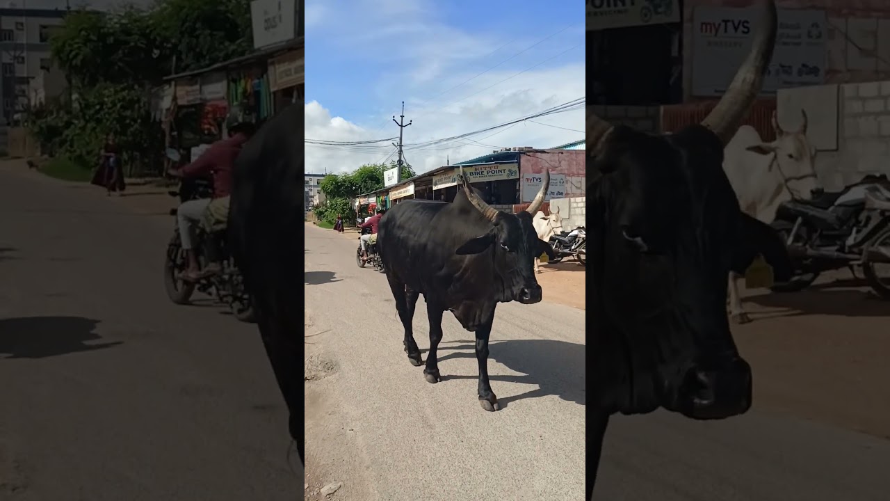 cow videos amba amba hamba hamba sound cow videos sapi #bagudu #mogalirekulu #daddojanam  #funny