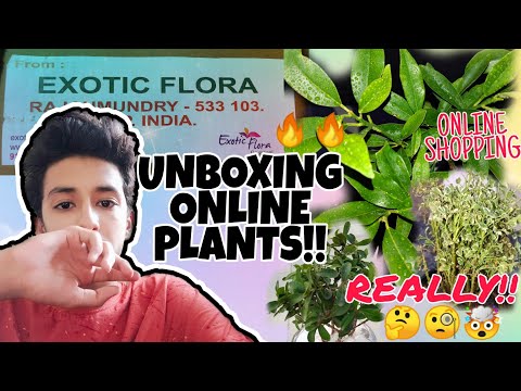 EXOTIC FLORA🌺🌸 - BEST Platform to buy plants😍🥰🤩 | Honest Online bought Plants Review | By AR Guru
