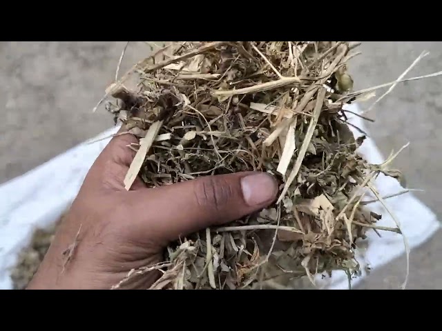 Herbal Roots - Asparagus Racemosus Roots Manufacturer from Neemuch