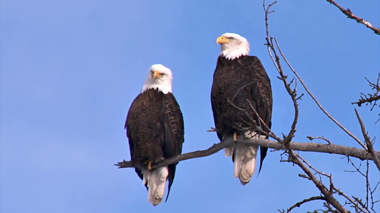 The Dynamic Delta River Birds Introduction