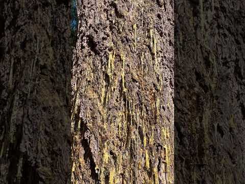 Tree Sap!