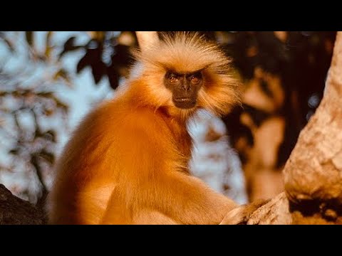 Your 5 Facts About Gee’s Golden Langur