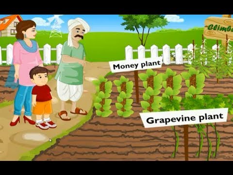 Nursery Poems in English - "Plants"- Animated Rhymes for Children Playlist with Lyrics