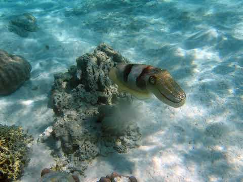 Cephalopod intelligence | Wikipedia audio article