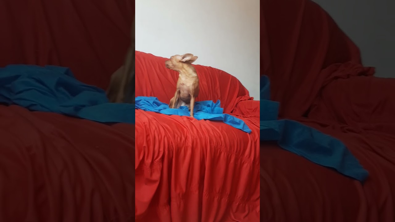 Cachorro pinscher bravo!!!
