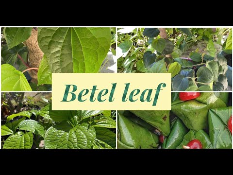 Betel Leaf Varieties, Growing and Uses | తమలపాకు రకాలు , పెంపకం , ఉపయోగాలు |Telugu USA