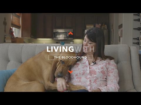 ALL ABOUT LIVING WITH BLOODHOUNDS