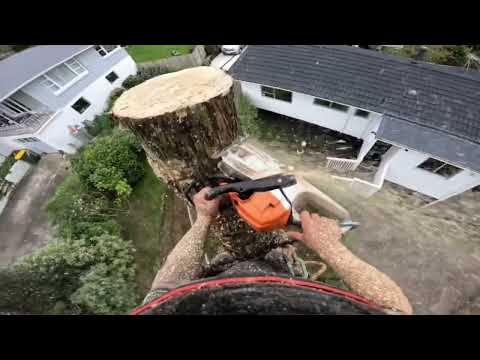 Safe Removal of a Risky Tree Leader