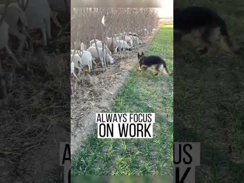 focus on work |fun 2 gun|#shorts #trending #mrindianhacker #viral #shortsvideo2022