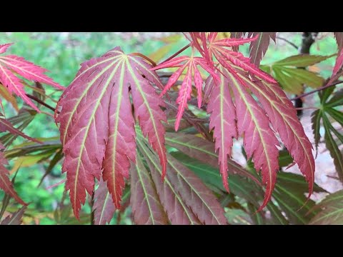 BRONZE AGE JAPANESE MAPLE