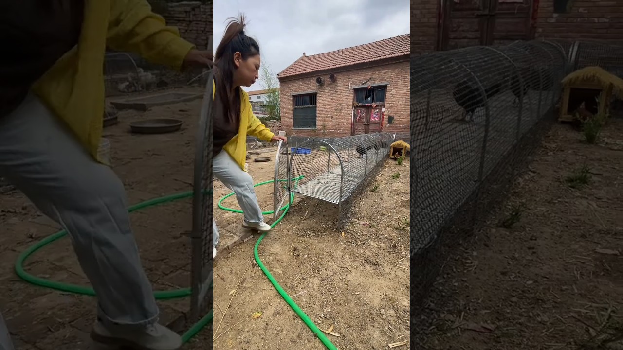 Backyard Chicken Coop Setup & Care | Rural Farming