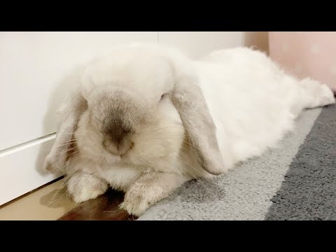 Why does my bunny always scare me?