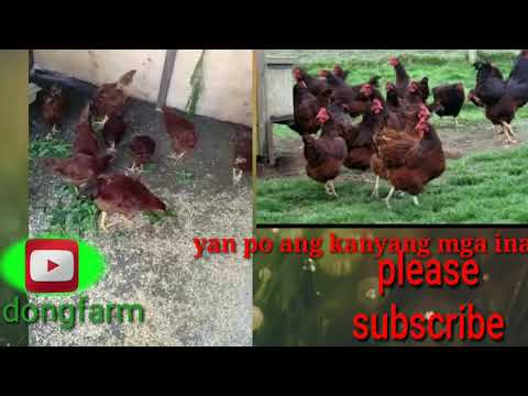 rhode island red chicken free range first project