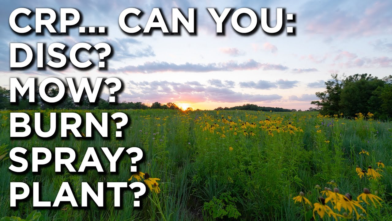 What You NEED To Know About CRP!! (Conservation Reserve Programs)