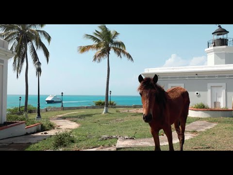 Discover Vieques, Puerto Rico