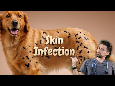 How your Vet may treat a dog's skin infection