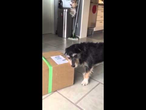 DHL Paket