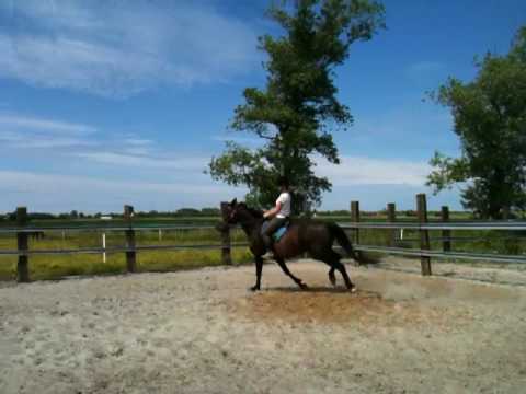 rhody6.gallop starting to use bit more now but with light hands on the bit and not much leg..MOV