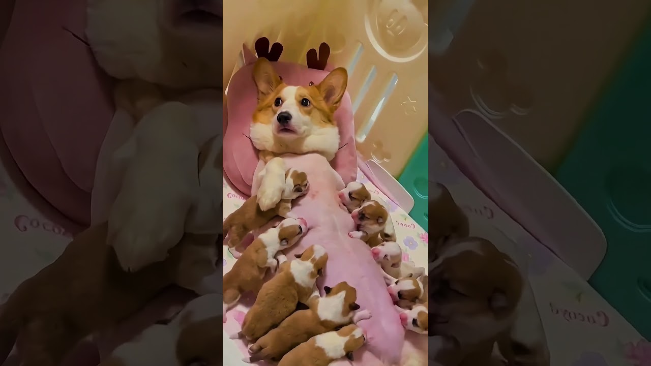 Adorable Corgi Mom Nursing Her 10 Tiny Puppies | Heartwarming Corgi Puppy Moment